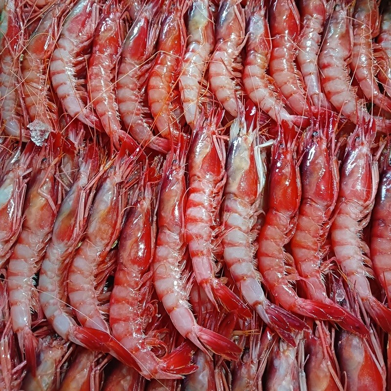 Gamba Roja fresca, del Golfo de Cadiz, maxima calidad y frescura.