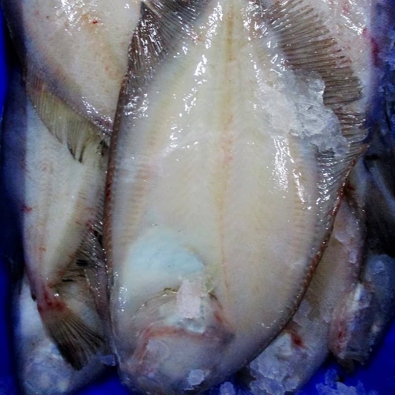 Gallo fresco te lo enviamos a casa super fresco recien pescados